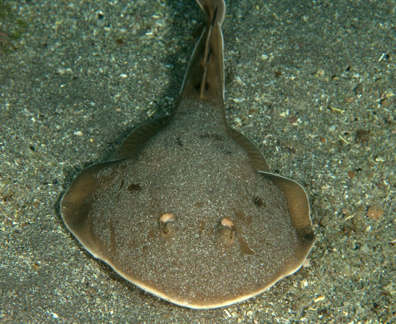 under pressure world: Giant Electric Ray- Sea of Cortez