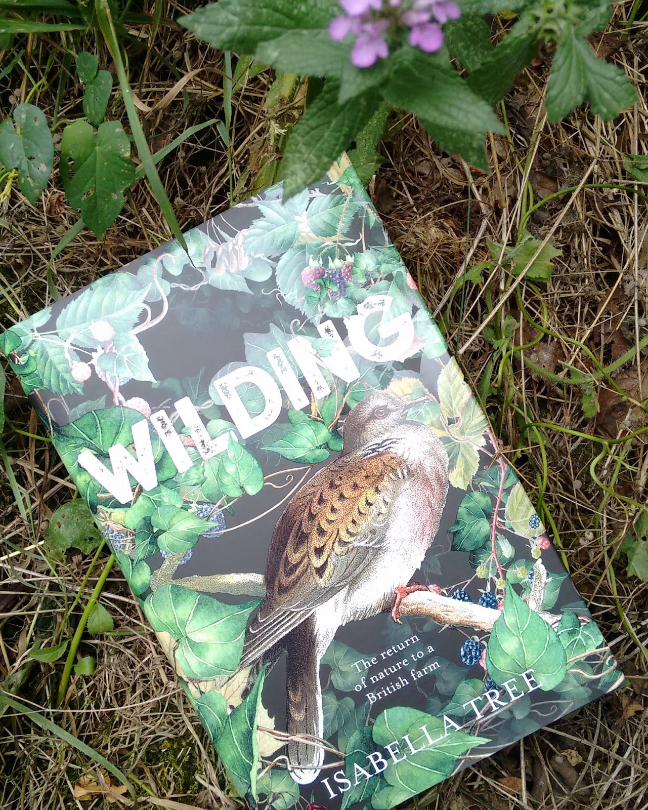 Bookshop: Book of the Month: Wilding