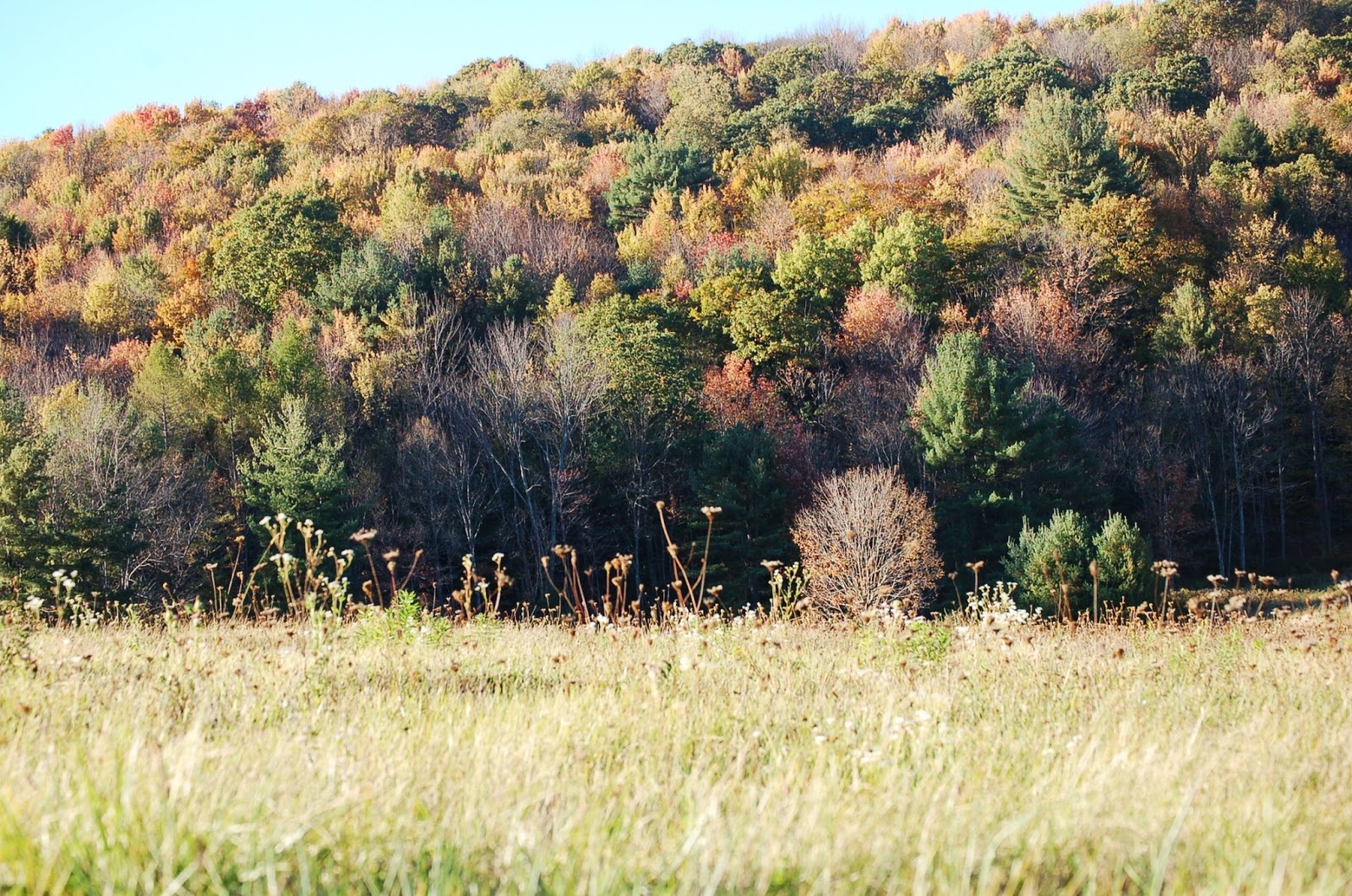 The Buddy Bee Makes Three: Buddy Bee is a 27 Month Bee