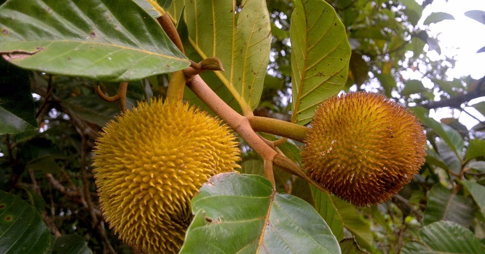 Rajesh Dsouza: Anjali Chakka (Wild Jack Fruit)