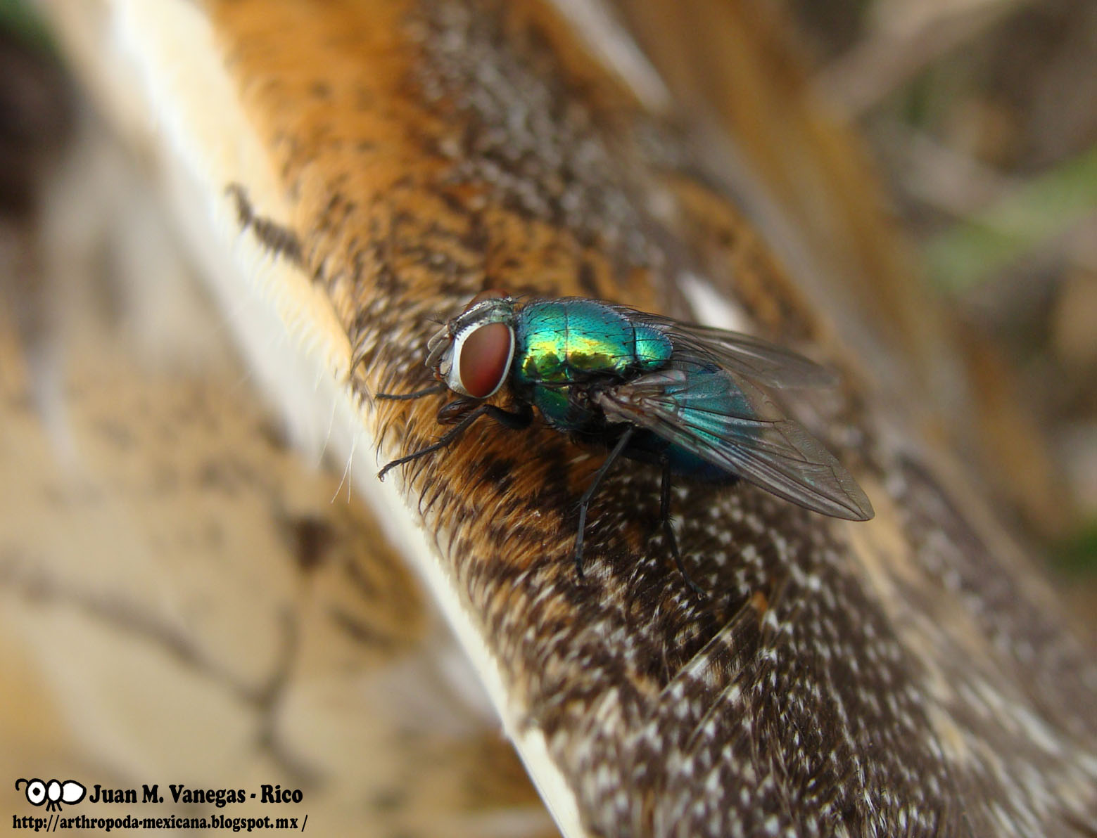 ARTHROPODA MEXICANA: Calliphoridae sobre cadáver de lechuza