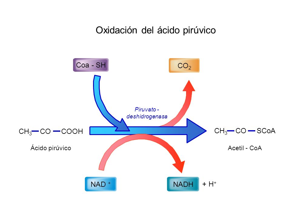 CMI Biología 2º Bachillerato: T-11 Metabolismo celular. Catabolismo ...