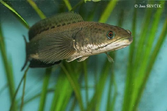 Gambar Ikan Gabus ukuran Kecil dan Besar serta Manfaatnya
