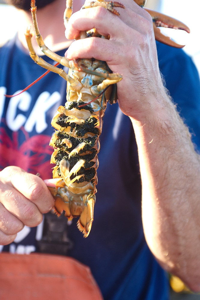 Licking the Plate: Maine New Shell Lobster Tour