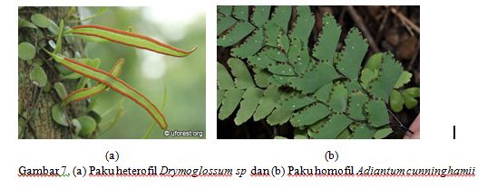 Bentuk, ukuran, struktur dan fungsi pteridophyta