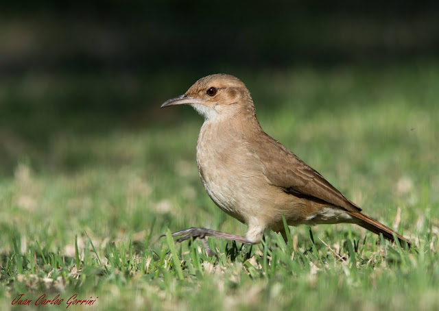 Aves Rosario de la Frontera Salta: Hornero, ave nacional de Argentina