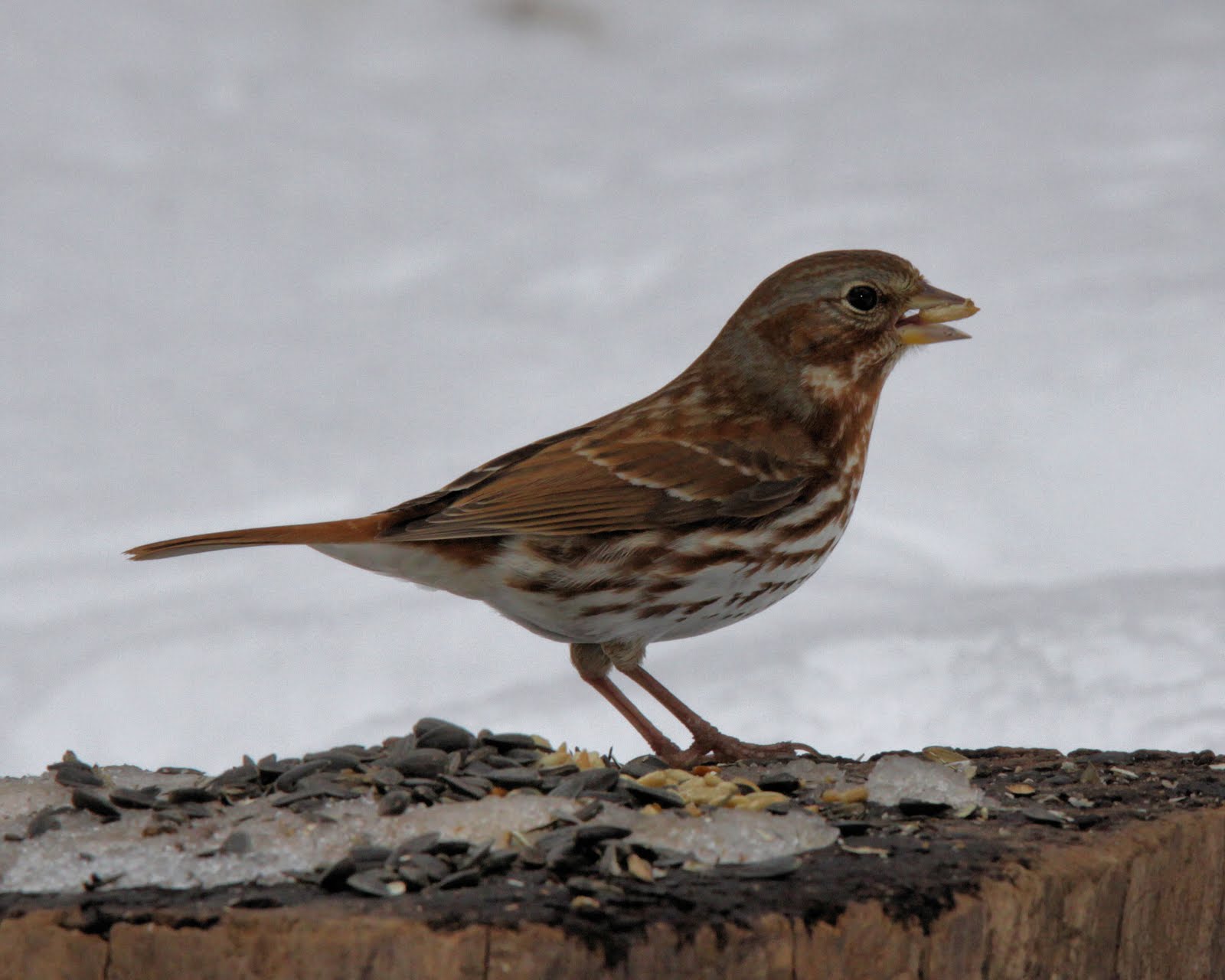 Birds from Behind : 06 February 2011