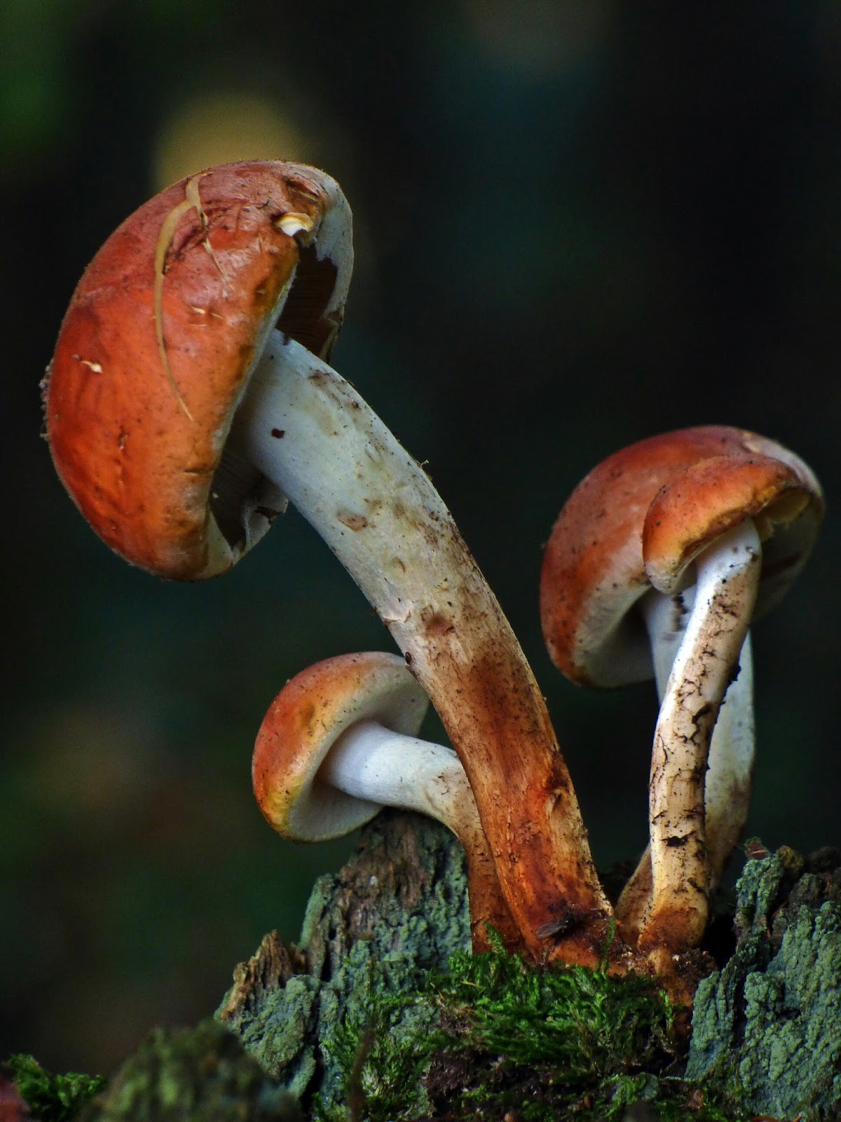 Setas y Hongos de Tineo : HYPHOLOMA LATERITIUM (Schaeff.) P. Kumm