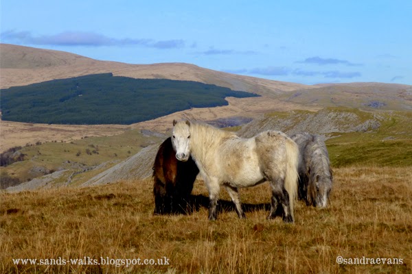 Sand's Nature Walks: Cribarth - Part 1 - 7 March 2014