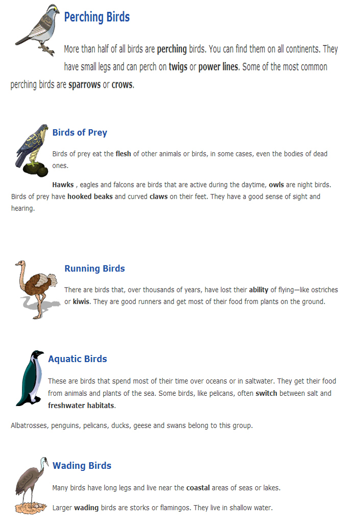 types of birds - General Knowledge