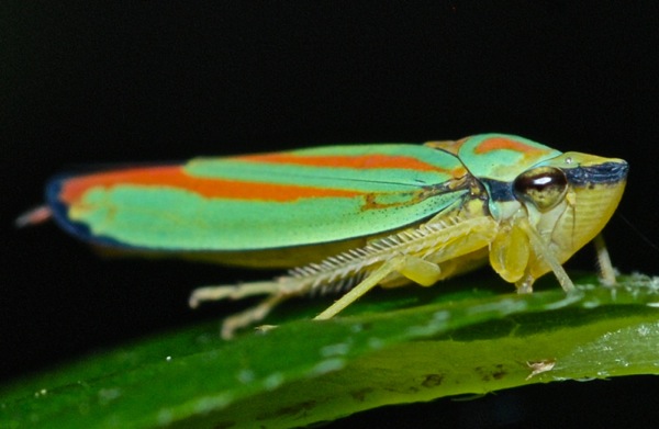 Bosque despierto: Cicadélido de cabeza escrita