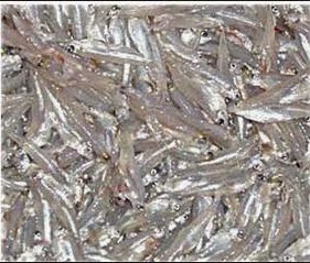 Bengali food stories