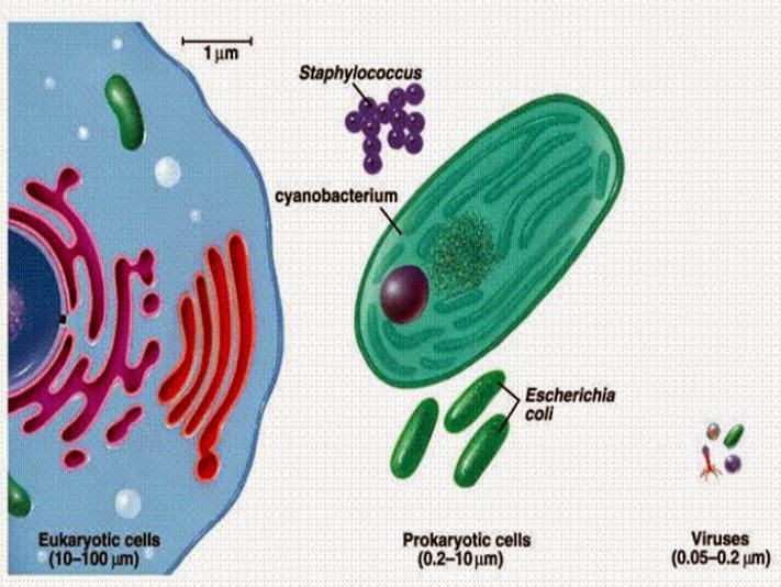 La Célula, inicio del desarrollo y la vida...: La unidad fundamental de ...