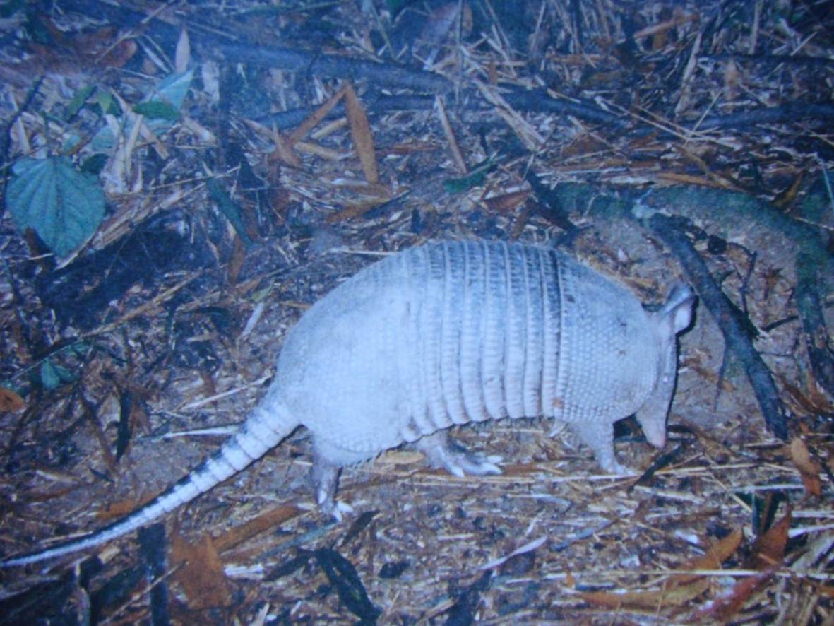 FAUNA DO RIO: janeiro 2013