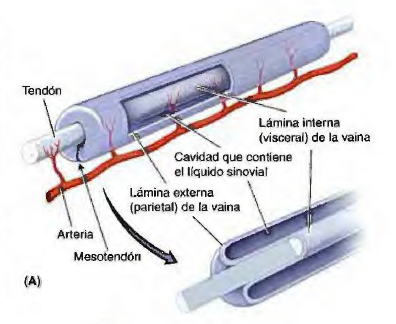 región-grupo-plano: vaina sinovial, mesotendones