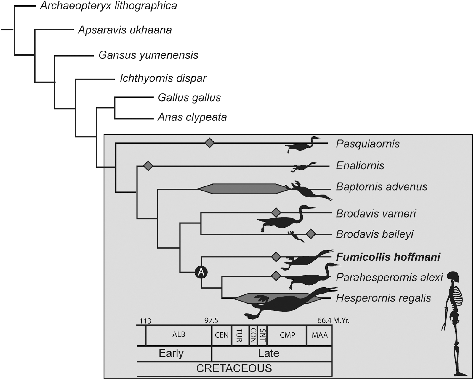 Species New to Science: [PaleoOrnithology • 2015] Fumicollis hoffmani ...