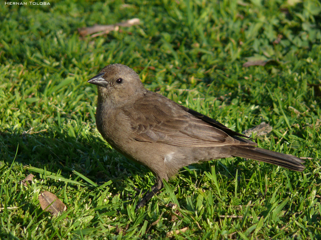 Aves Bonaerenses: Tordo renegrido (Molothrus bonariensis)