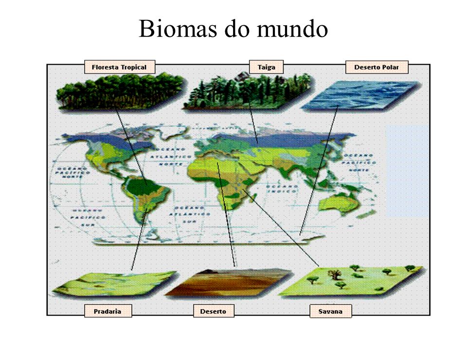 Geo Mestrepedia: BIOMAS MUNDIAIS