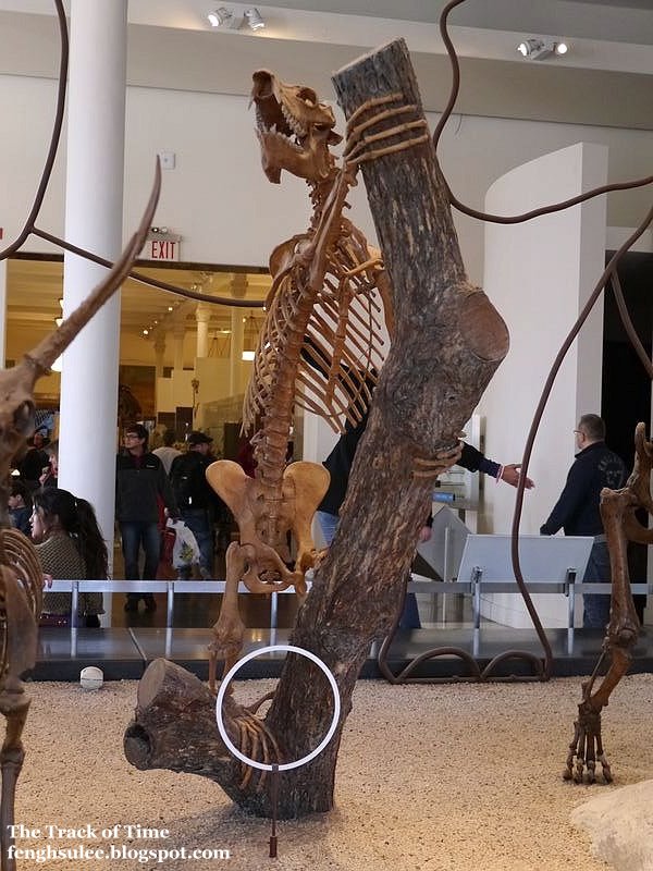 American Museum of Natural History - Primitive Mammals | The Track of Time