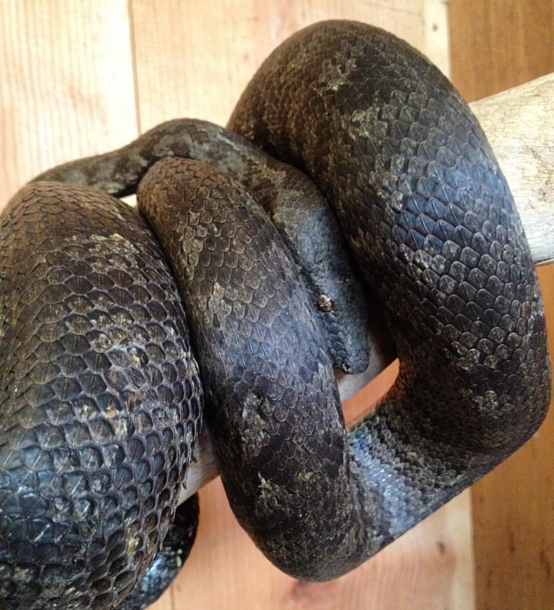 Pacific Boa Constrictor Snakes (Candoia bibroni bibroni)