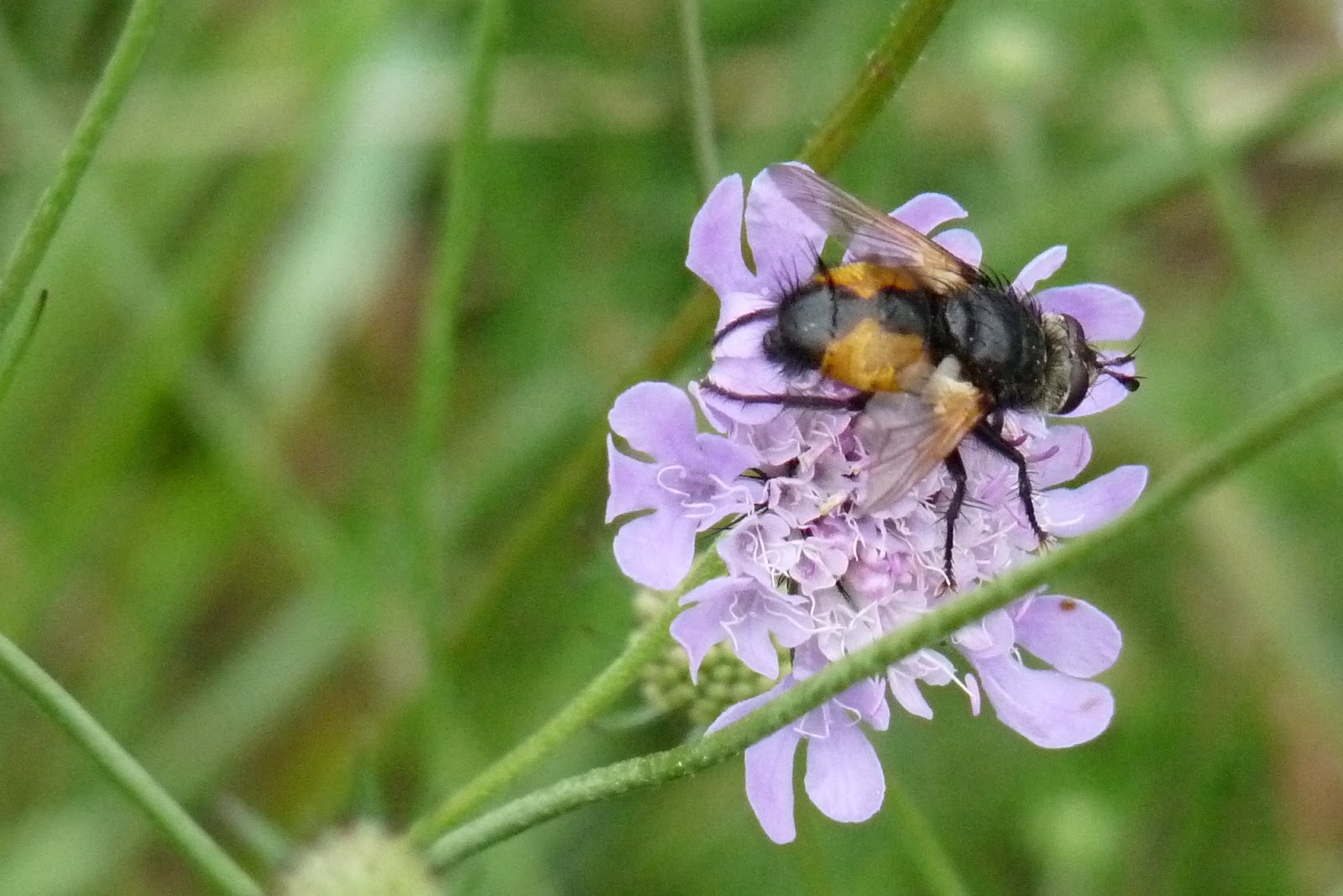 Northwest Norfolk Naturalists: Some insects at Ringstead Downs