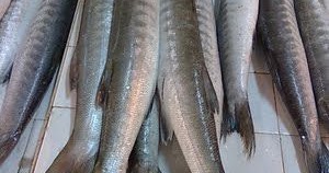 Ikan Kacangan - Kholil Media