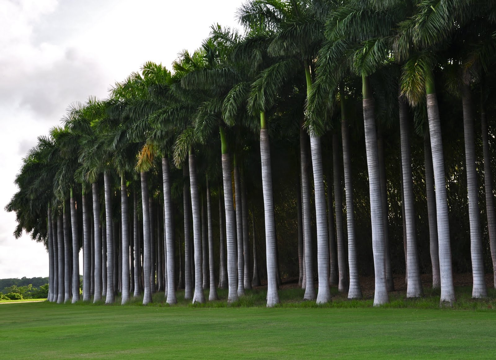 Tamarindo, Costa Rica Daily Photo: Dense Palm Grove