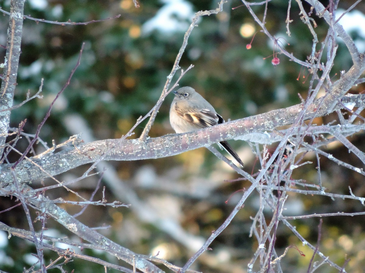 Birding in New Brunswick