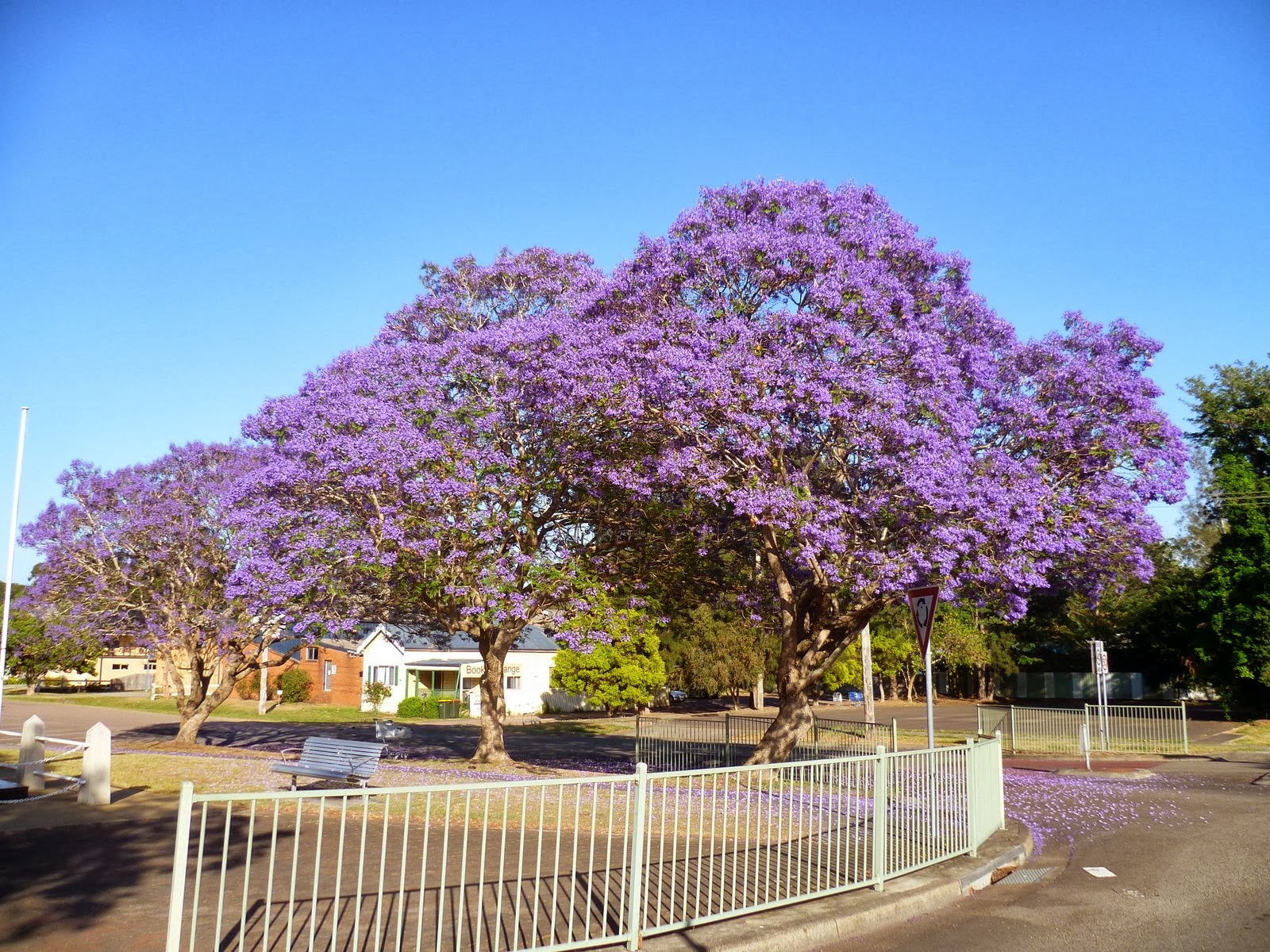 Witchwae Returns to Big Island: Jacaranda trees in full bloom