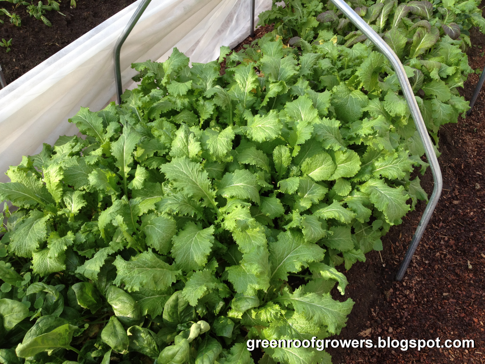 Green Roof Growers Mustard Green Spring Harvest