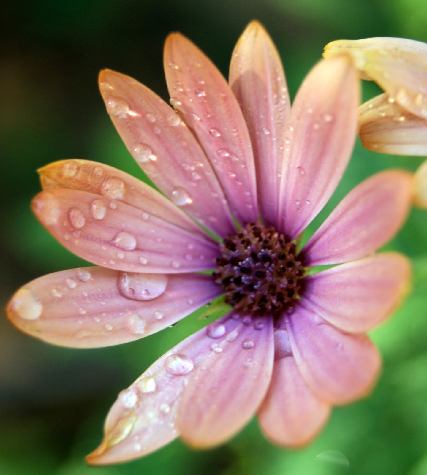 EL MUNDO DE YUYU: Flores con rocio