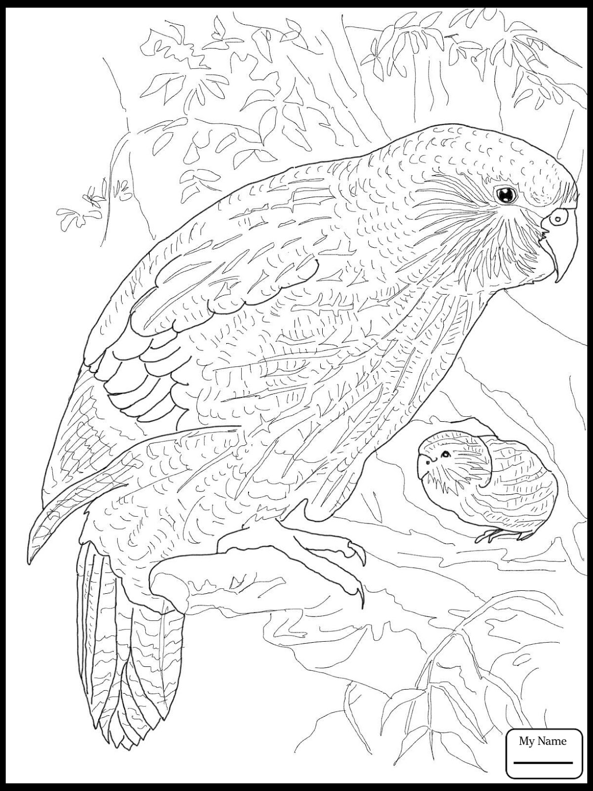 parrots coloring pages - jiahajava