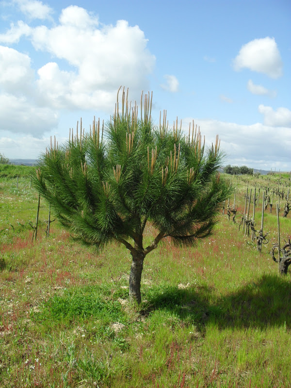 Faroleco: Pinheiro Manso