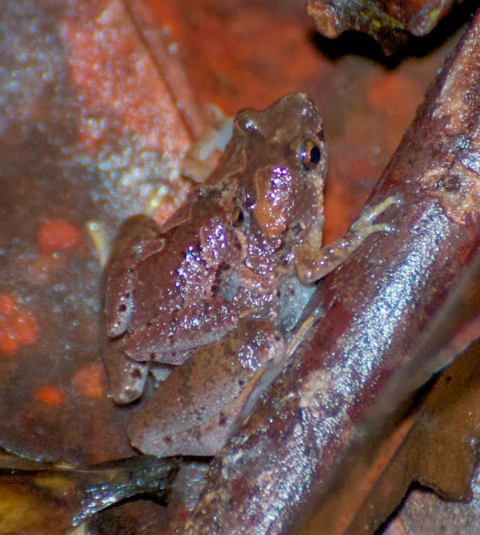 A Wandering Naturalist: Sarawak: Pitcher Plants and Tiny Frogs