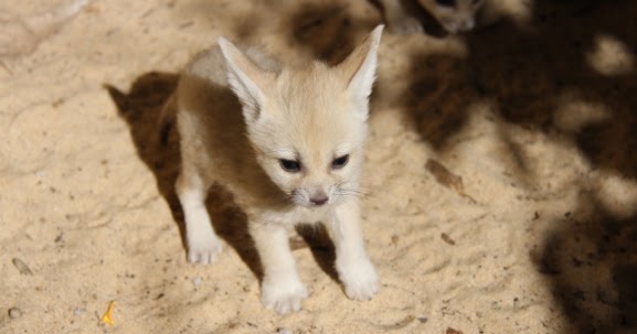 White Wolf : Fennec Foxes of new bloodline are Taronga Wildlife Park’s ...
