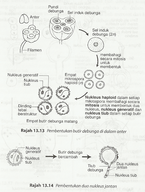 Proses Kejadian Tumbuh - tumbuhan Dari Segi Sains dan Dalam Islam ...