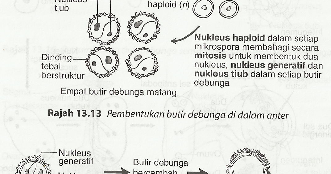 Proses Kejadian Tumbuh - tumbuhan Dari Segi Sains dan Dalam Islam ...