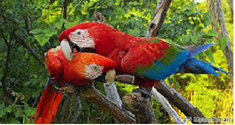 Ecoturismo de américa del sur: EL PANTANAL (BRASIL)