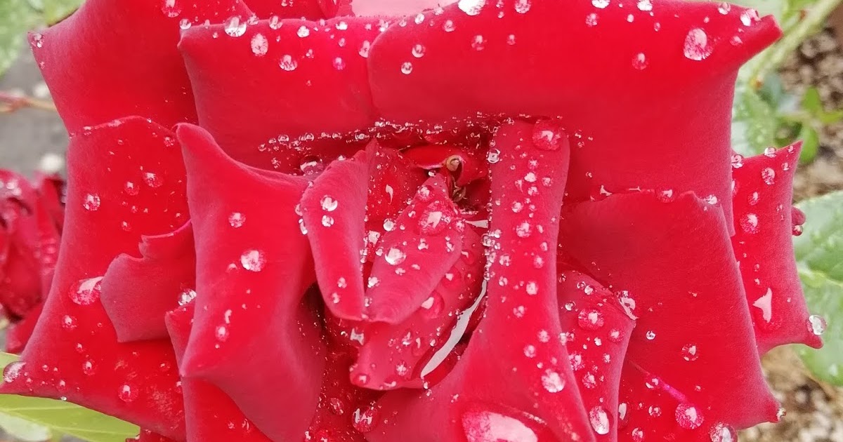 Retalhos de Sintra: ROSA ESCARLATE