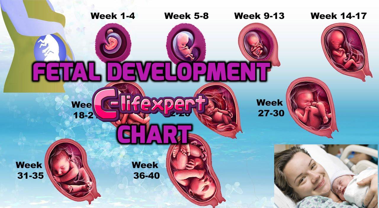 Fetal Growth Chart How To Read at Ruby Mcdougall blog