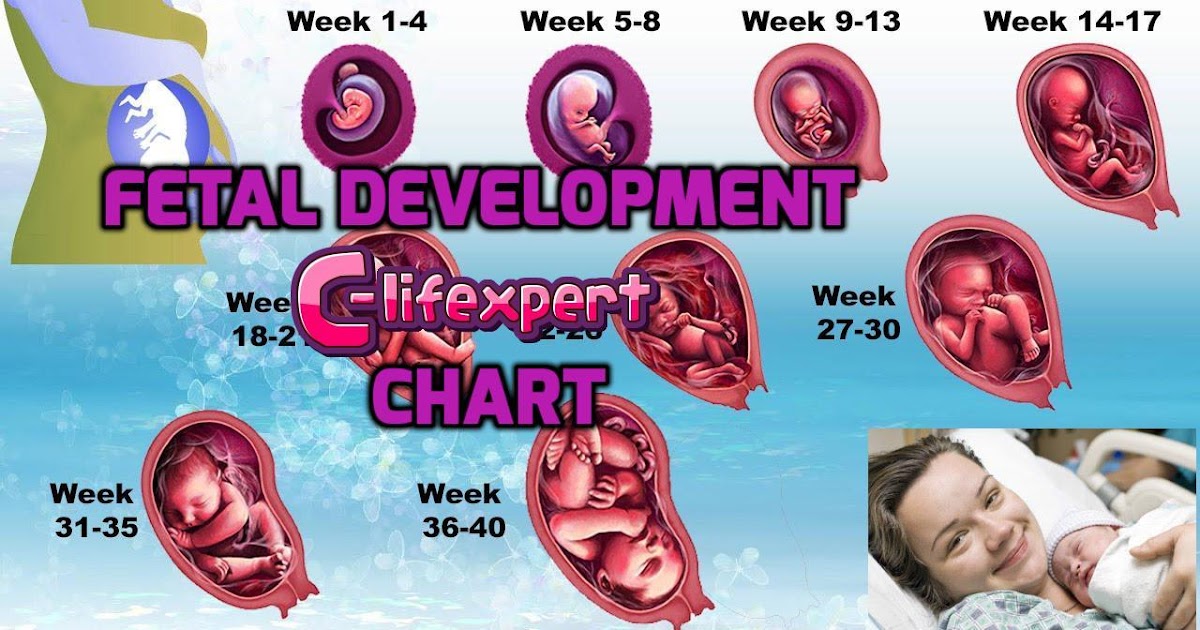 Fetal Development Chart | Fetal Development | Pregnancy