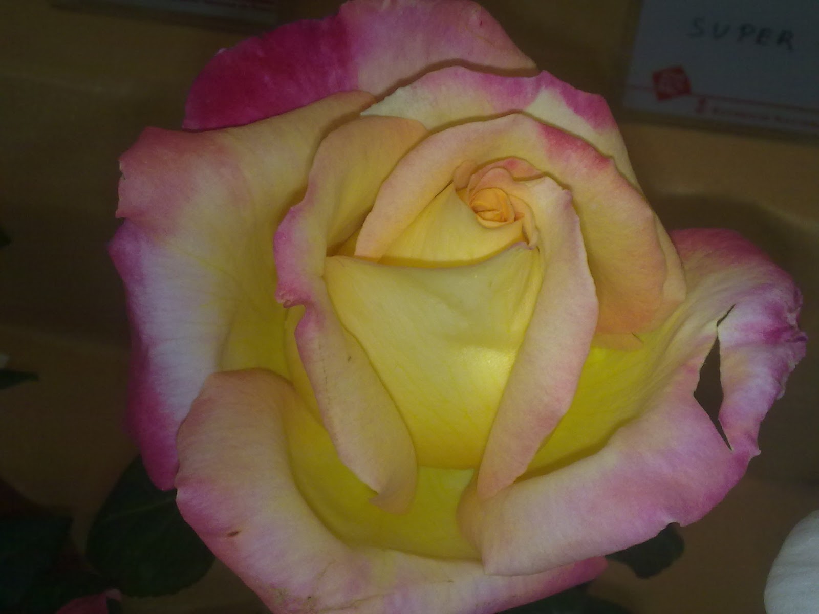 El Blog de "Grouchomaniaco": Rosa, rosa, rosam, rosae, rosae, rosa