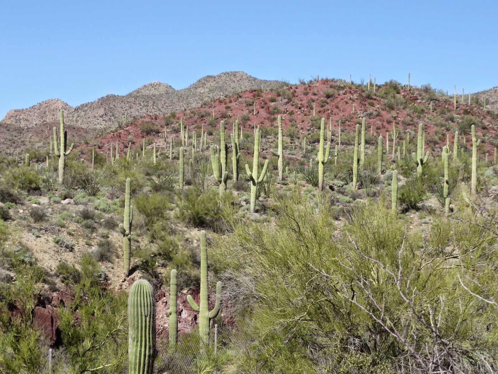 Ever Ready: Out and About in the Tucson Area Part One