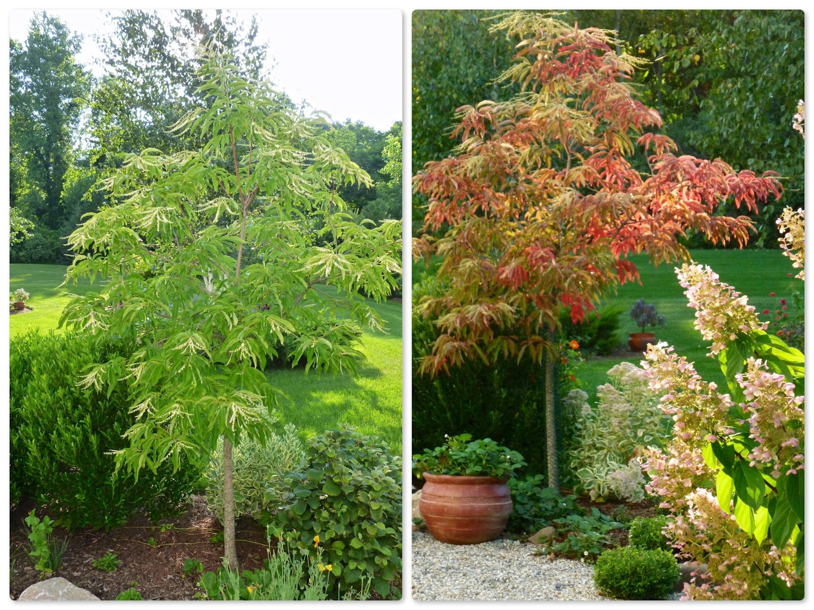 Plant Inventory at 20 Timothy : Oxydendrum arboreum / Sourwood, Sorrel Tree