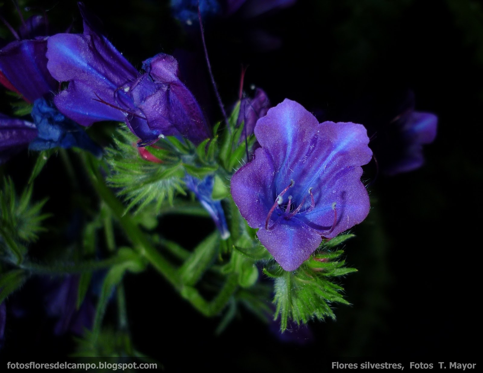 Flores y plantas silvestres: " Echium vulgare ". Viborera, Chupamieles ...
