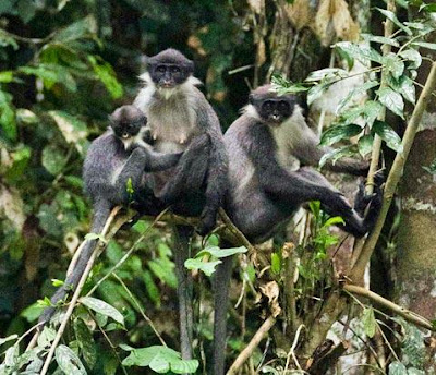 Species New to Science: [Mammalogy • 2012] Discovery of Miller’s ...