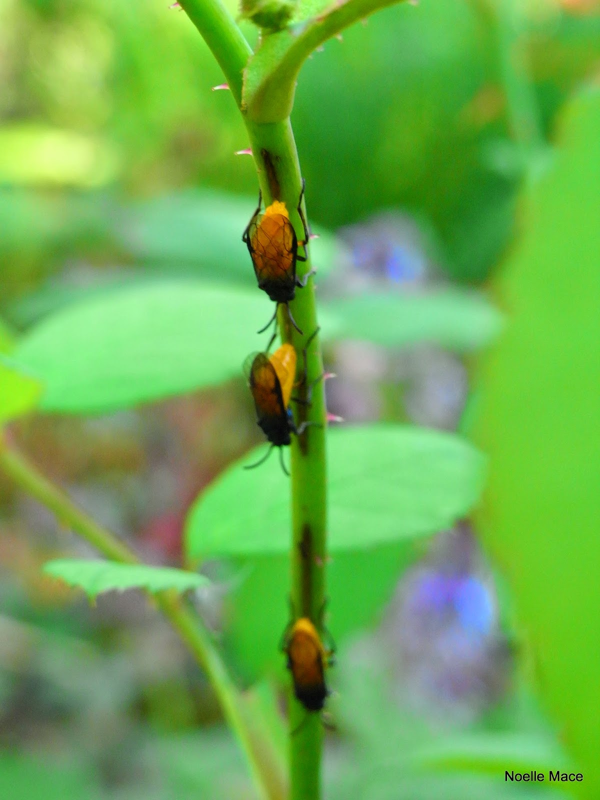 Stasher: Rose Saw Fly