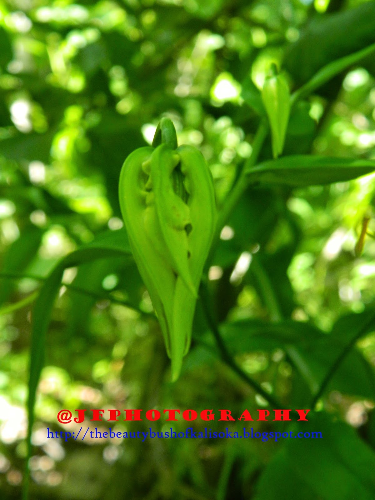 The Beauty Bush of Kalisoka: Flowers to Remember - Bunga untuk Diingat