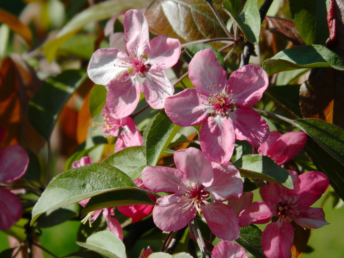 LA MULTI ANI, ROMANIA!: Flori de merisoare