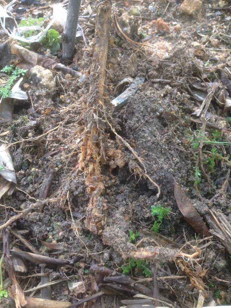 Jom Tanam Sayur ( JTS ) : Penyakit Reput Akar Pokok TomatoJom Tanam ...